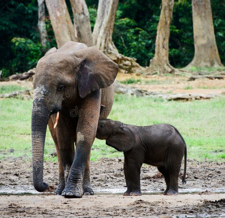 The Elephant Calf Drinks Milk at Mum. Stock Image - Image of mammal ...