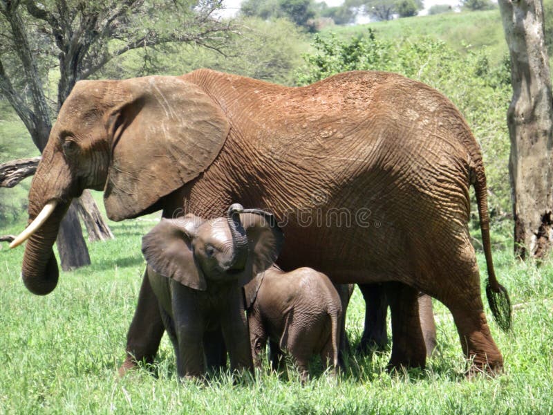 Elephant calf stock image. Image of calf, elephant, nature - 183704247