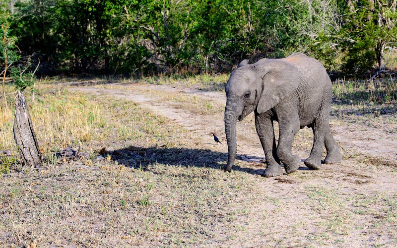 Elephant Calf and Its Shadow Stock Photo - Image of south, sands: 71446352