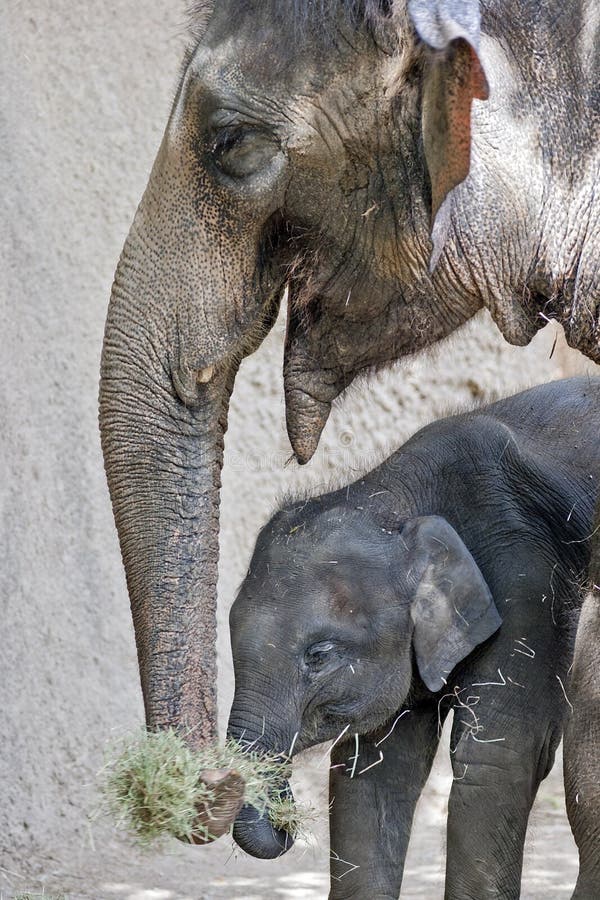 Elephant and calf stock photo. Image of creatures, beast - 32407470