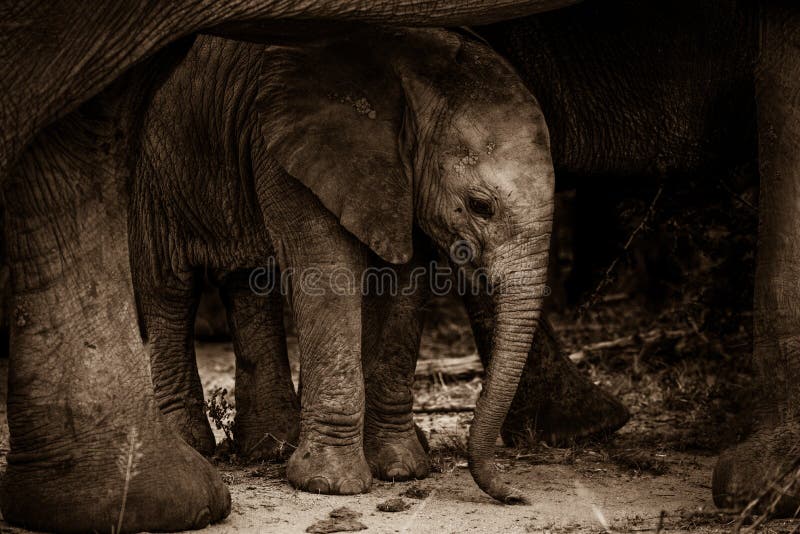 A Mother s Love stock photo. Image of safari, protective - 258683084