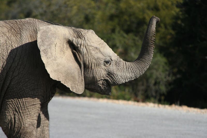 Mother elephant and baby stock image. Image of family - 6959725