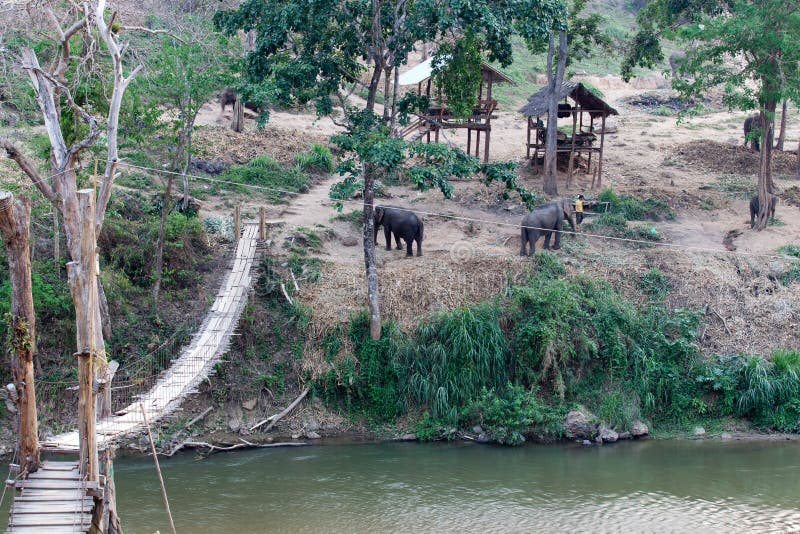 Elephant Camp stock image. Image of adventure, game, natural - 99220793