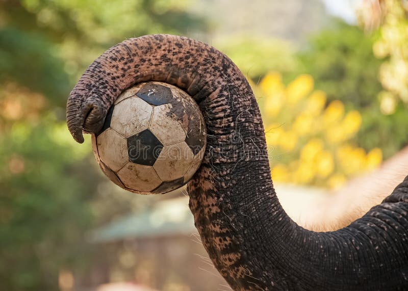 Elephant Football stock photo. Image of control, handle - 29708046