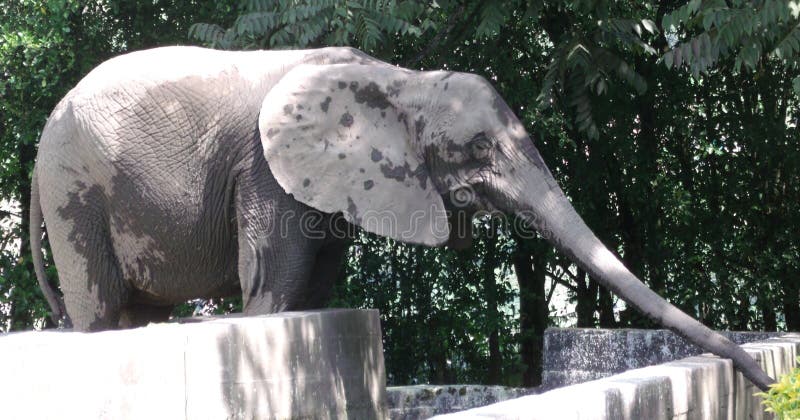 Elephant in captivity stock image. Image of elephant - 17829179