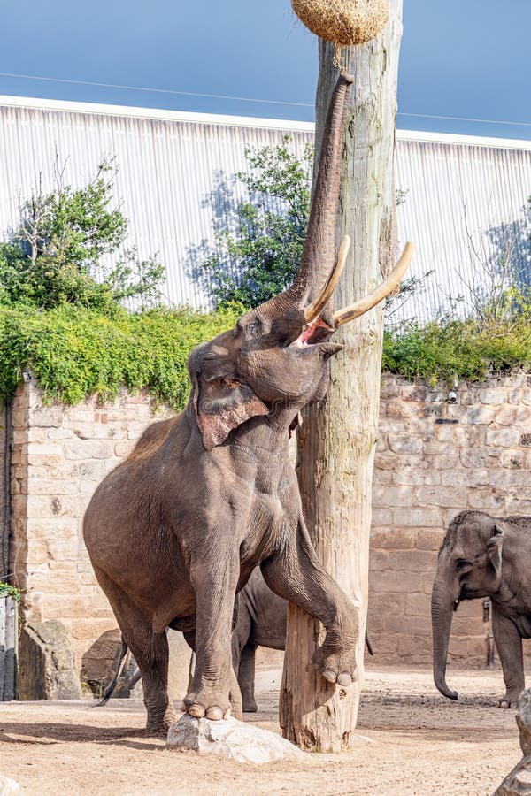 Elephant in captivity stock image. Image of captivity - 290701669