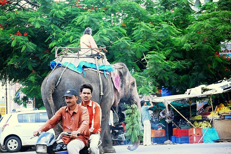 Elephant Causing Traffic Jam on Indian Roads Editorial Image - Image of ...