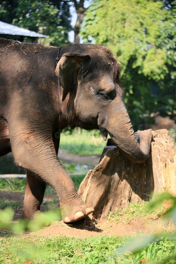 An Elephant Chained by the Neck in a Zoo is Sunbathing Stock Photo ...
