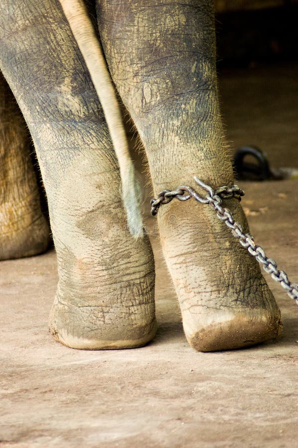 An Elephant Chained Using Metal Shackles Stock Photo - Image of nature ...