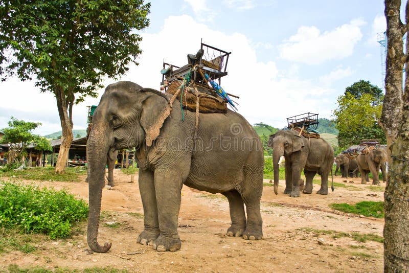 Working elephant stock photo. Image of work, mammal, animals - 13217008