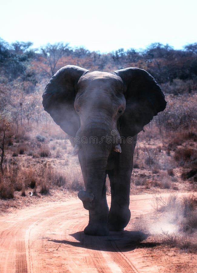 Angry Elephant Charge Stock Photos - Free & Royalty-Free Stock Photos ...