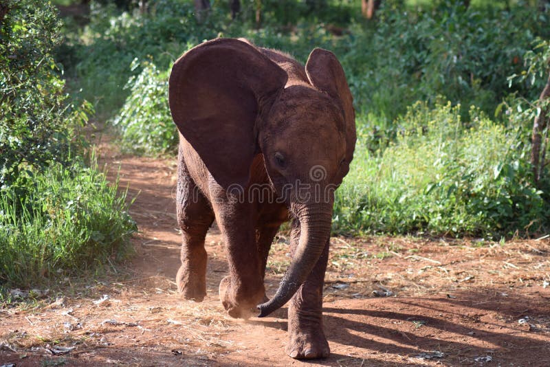 Angry Elephant Charge Stock Photos - Free & Royalty-Free Stock Photos ...