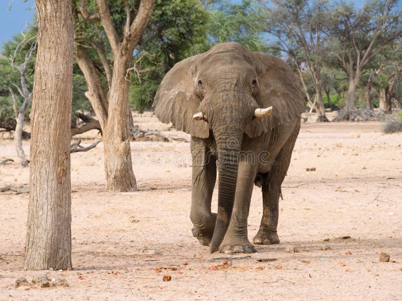 Elephant Charging Forward Picture. Image: 8166905