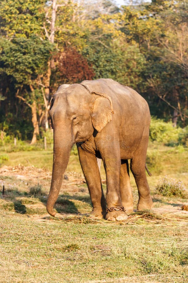 Elephant at the Chitwan National Park, Nepal Stock Image - Image of ...