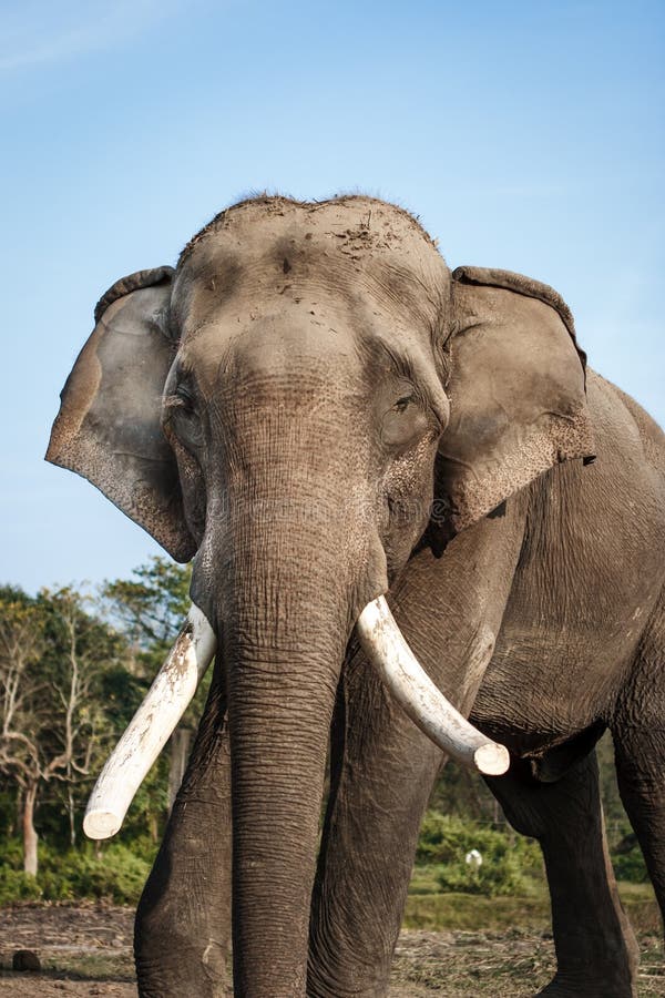 Elephant at the Chitwan National Park, Nepal Stock Image - Image of ...