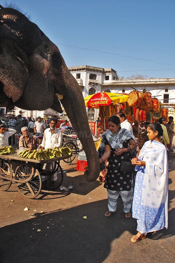 Elephant in the City editorial photo. Image of tourisim - 25428846