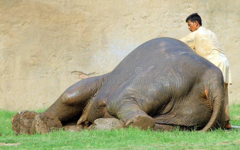 Elephant cleaning editorial stock photo. Image of animal - 19961468
