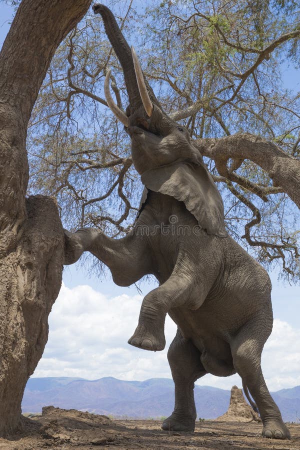 Elephant Climbing Up Tree Stock Photos - Free & Royalty-Free Stock ...