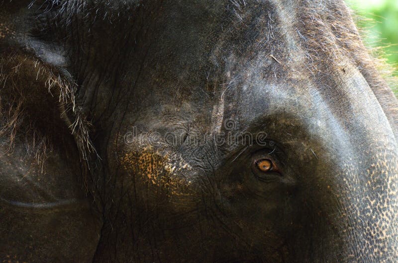 Elephant Close Up with Beautiful Orange Eye Stock Photo - Image of ...