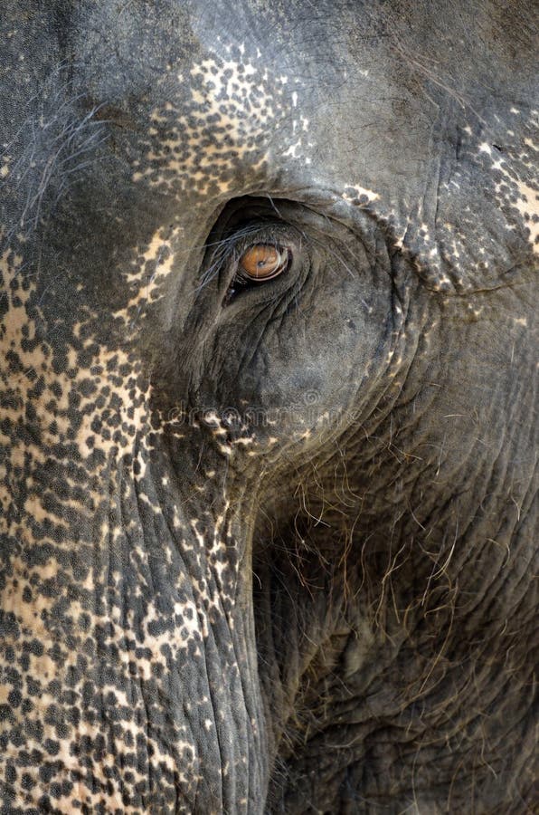 Elephant Close Up with Beautiful Orange Eye Stock Image - Image of ...