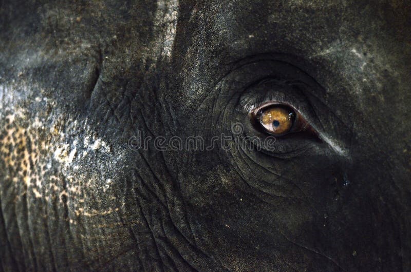 Elephant Close Up with Beautiful Orange Eye Stock Photo - Image of ...