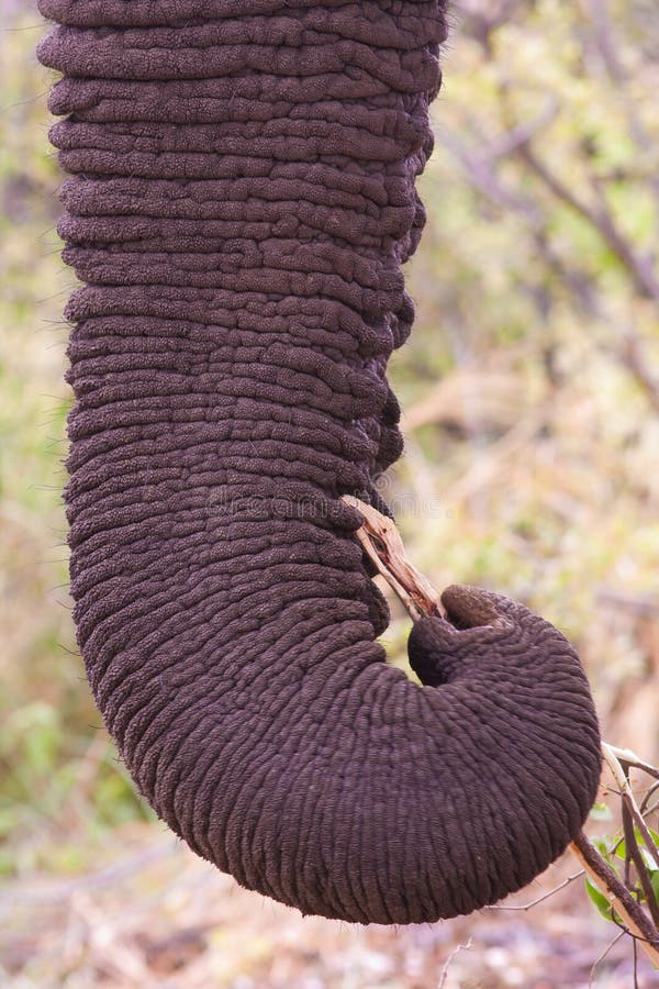 Elephant trunk stock image. Image of skin, wildlife, mammal - 71032239