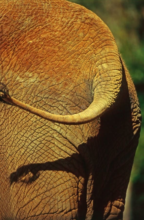 177 Elephant Tail Close Up Photos - Free & Royalty-Free Stock Photos from Dreamstime