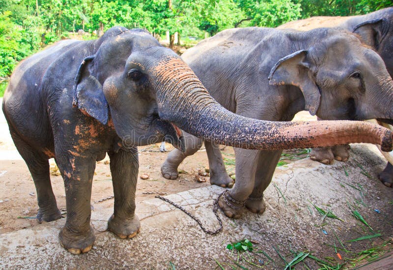 Elephant stock image. Image of animal, elephant, exotic - 37474067