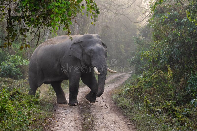 Elephant Coming Out of Jungle Stock Photo - Image of leaves, tusks ...