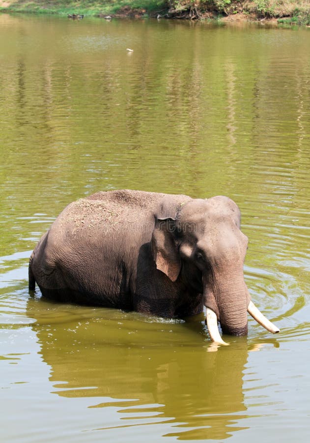 Elephant Cooling Off in the Summer Heat Stock Image - Image of tusk ...