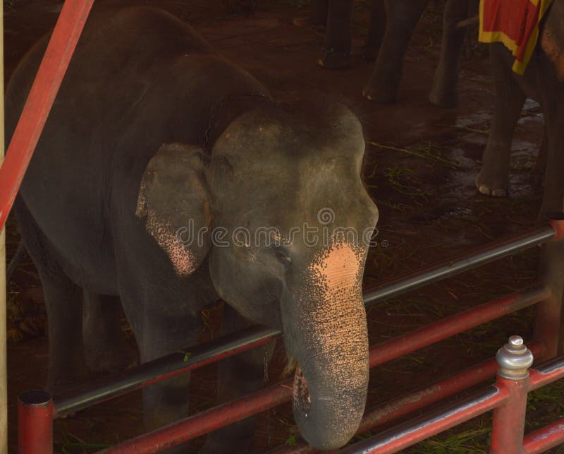 Elephant in the Country Farm Stock Photo - Image of mammal, head: 335674872