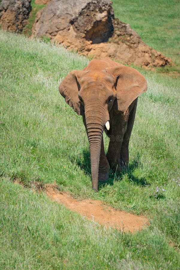 Elephant Covered in Red Dust Passes Rocks Stock Photo - Image of grey ...