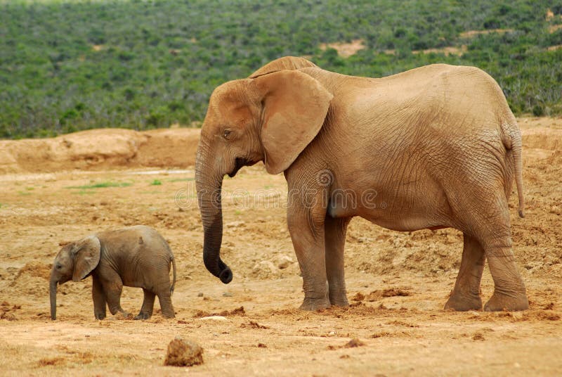 9+ Beautiful elephant cow Free Stock Photos - StockFreeImages