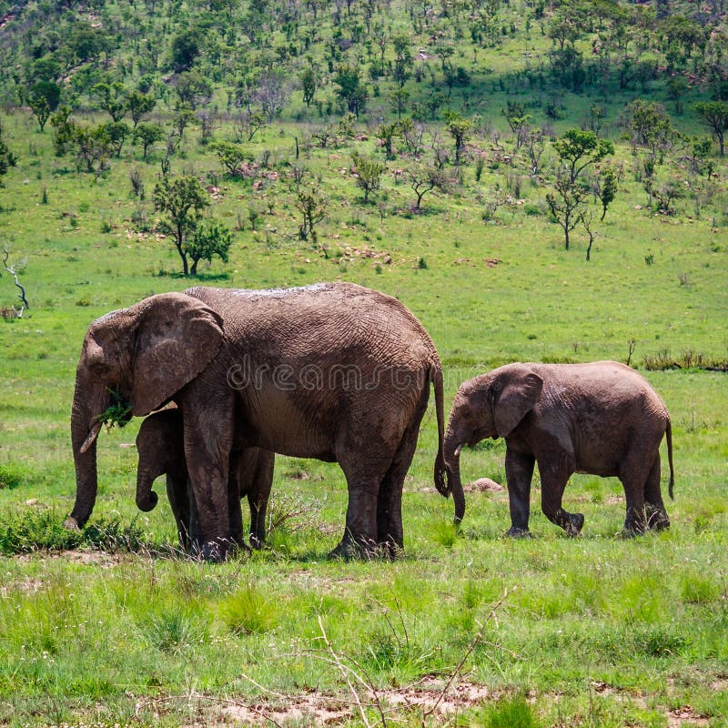 Elephant cow and calves stock image. Image of calves - 29897733