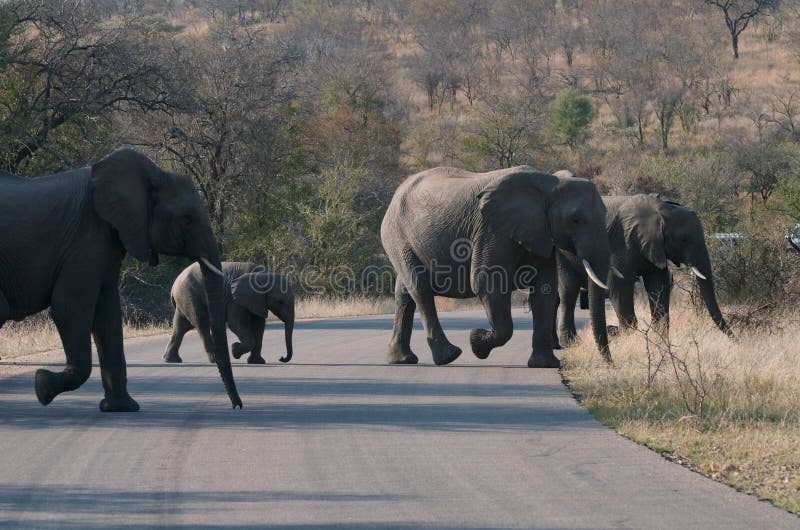 Elephant Crossing stock image. Image of pachyderm, south - 10569287