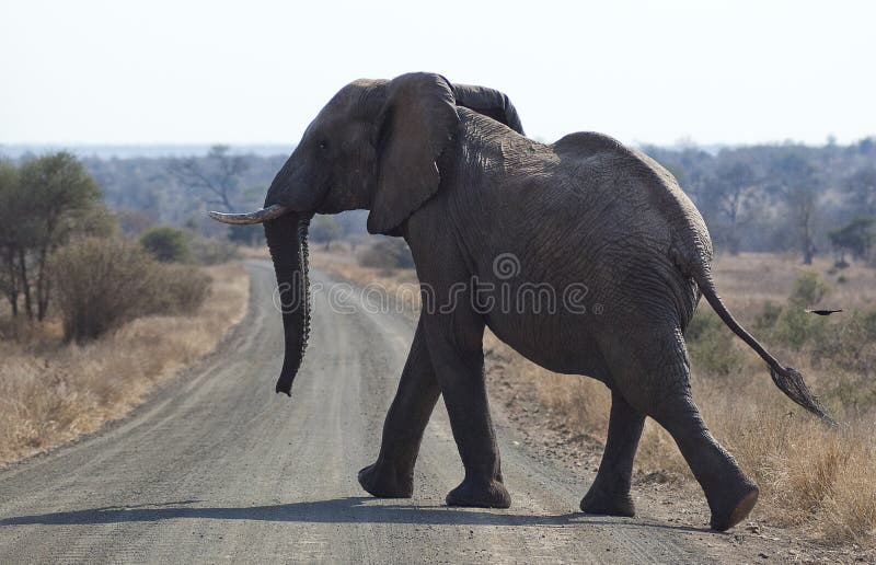 Elephant is Crossing a Road Stock Photo - Image of outdoor, national ...