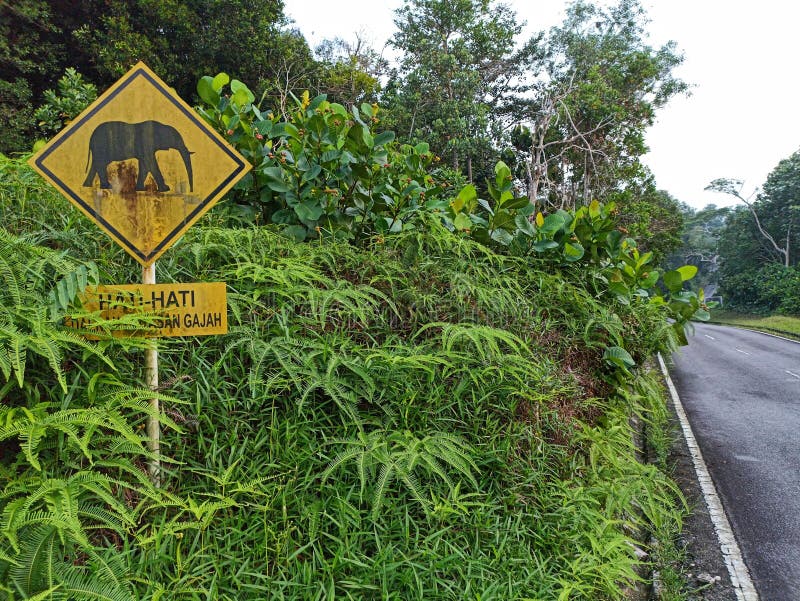 Elephant Crossing Sign in the Roadway in the Street Stock Photo - Image ...