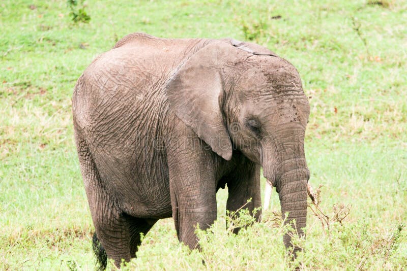 Elephant Cub Picture. Image: 4771779