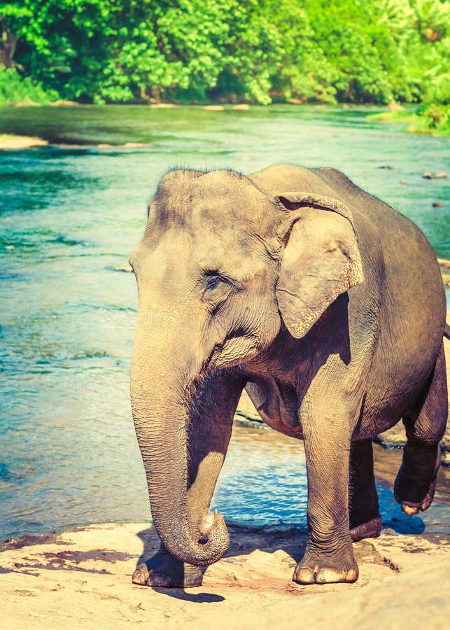 Elephant Bathing in a River Stock Image - Image of environment, animal ...