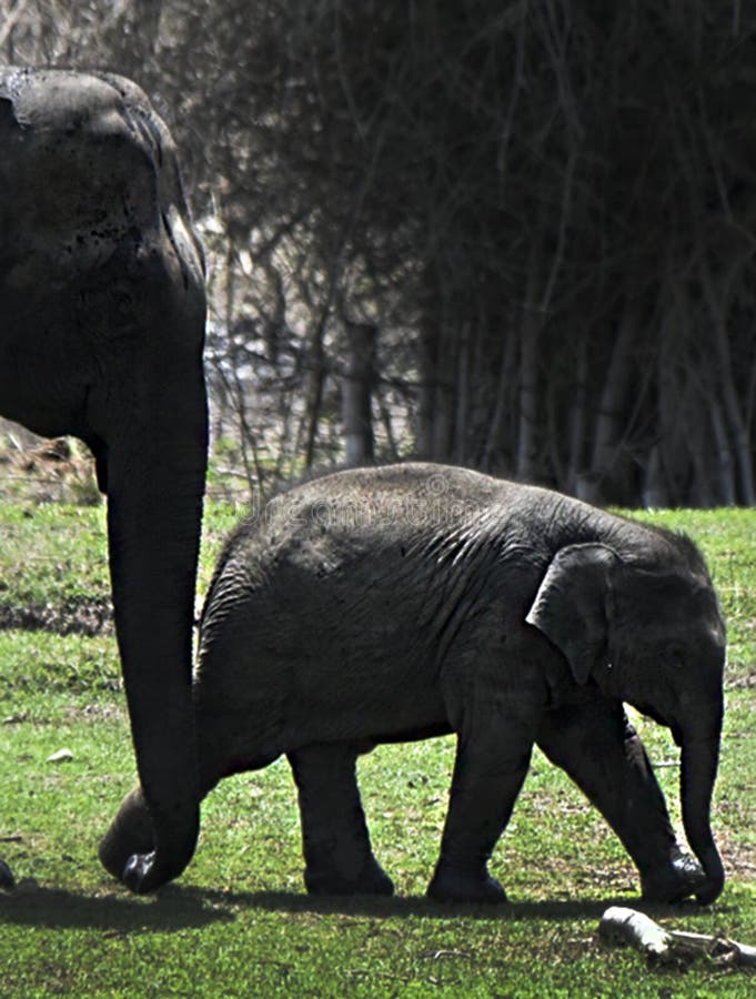 Elephant with cub stock photo. Image of elephant, lunch - 182135984