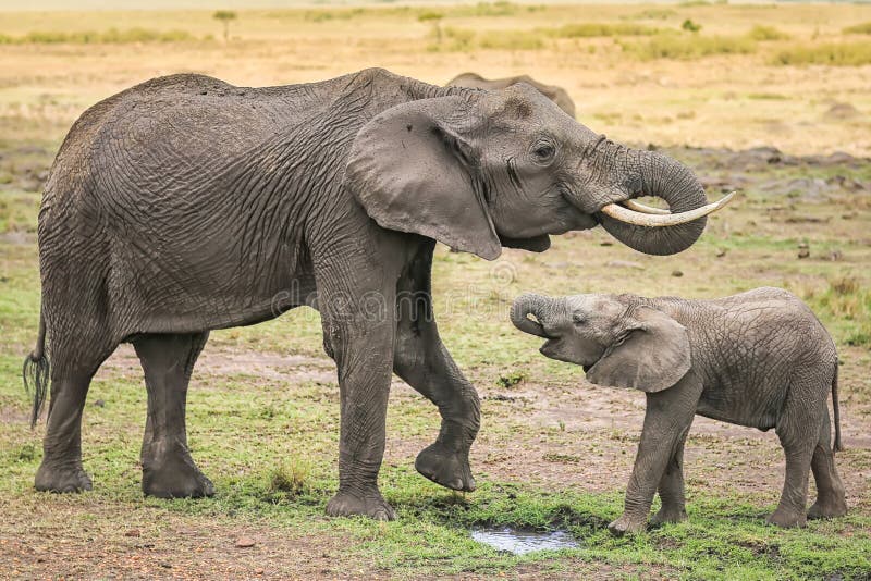 Elephant with a cub stock image. Image of tusk, elephant - 103051491