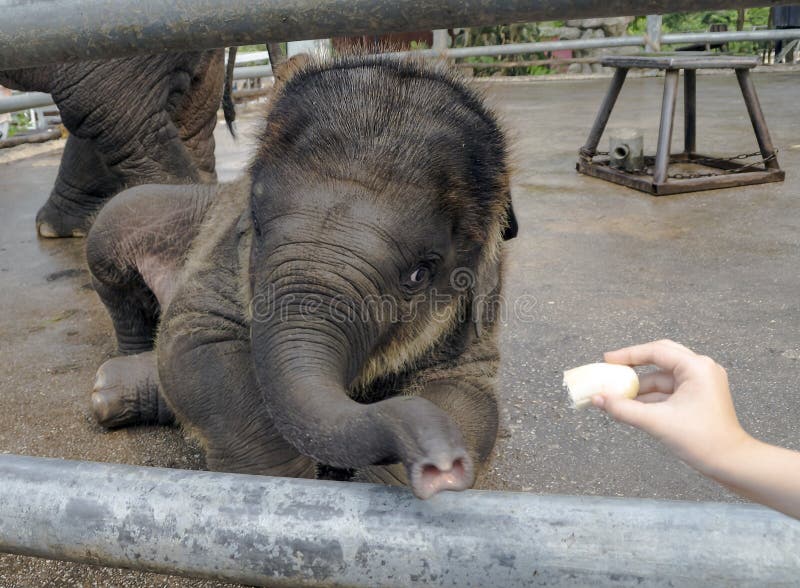 Elephant-cub Feeding from Hand Stock Photo - Image of head, hands: 38993332