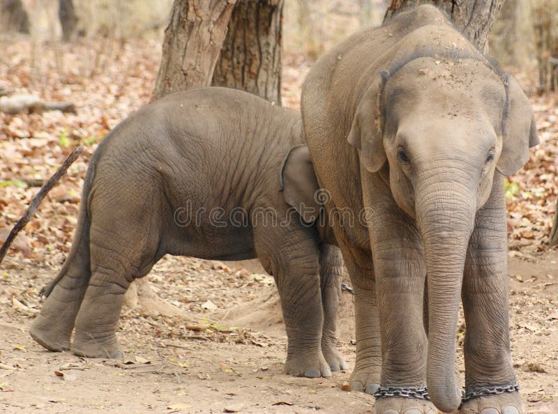 Elephant cubs at play stock photo. Image of forest, play - 9409998