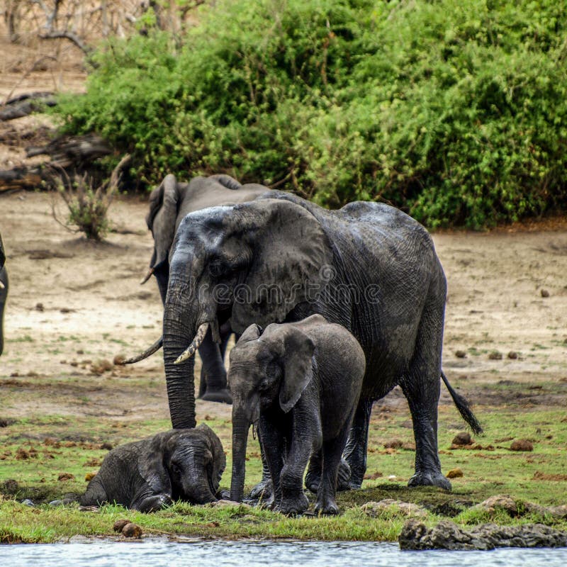 Elephant cubs at play stock photo. Image of forest, play - 9409998