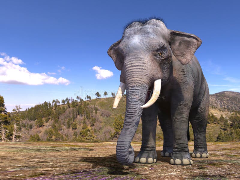 Elephant stock image. Image of tusk, creature, safari - 71548259