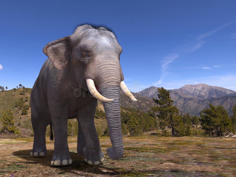 Elephant stock image. Image of creature, elephant, tusk - 71548603