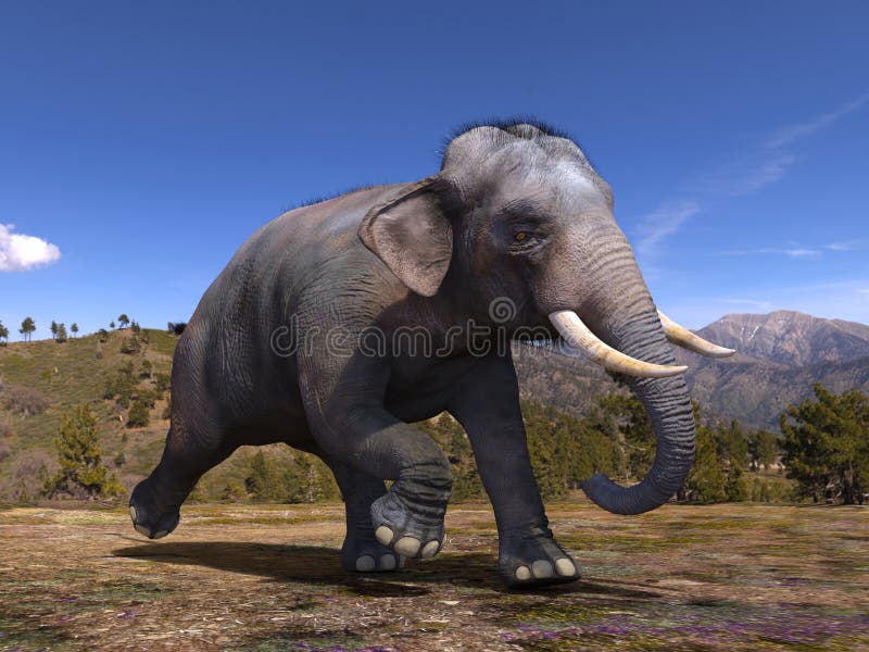 Elephant stock image. Image of park, animal, nature, tusk - 71549061