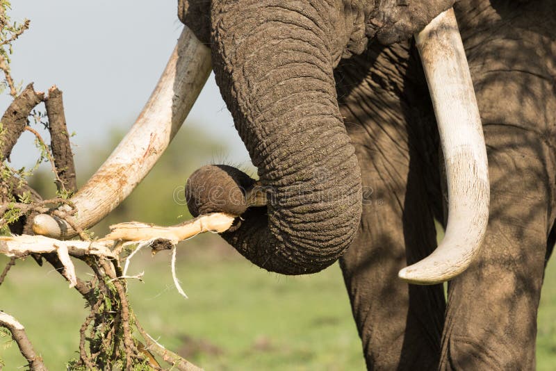 Close Up of an Elephant Eating a Tree Stock Image - Image of maasai ...