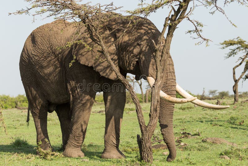 An elephant eating a tree stock photo. Image of landscape - 109602998