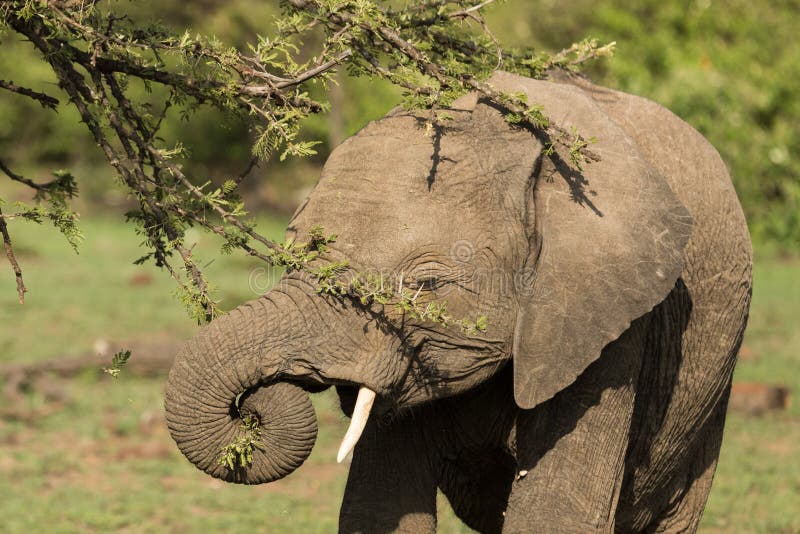 An elephant eating a tree stock image. Image of animal - 109603173